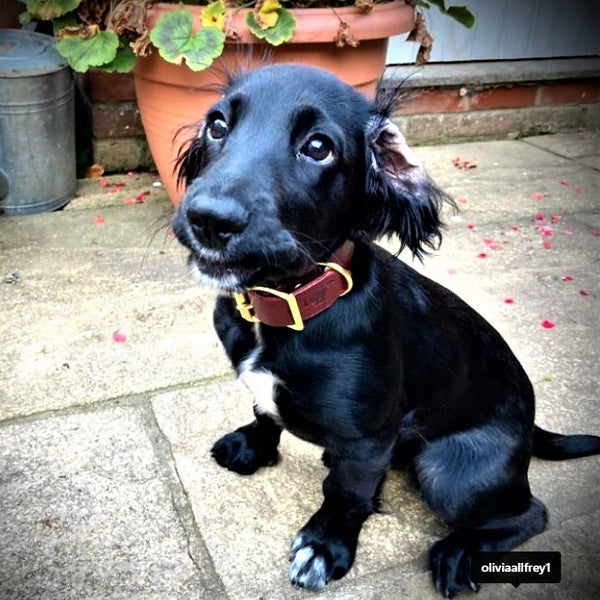 Personalised Leather Dog Collar | Cub & Grey